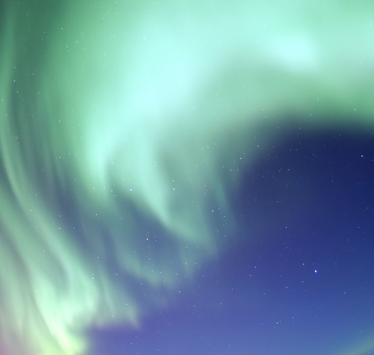 Fawn Friends - Your New Bestie